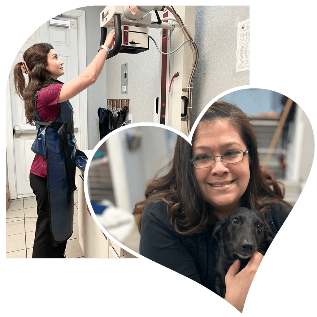 Animal Hospital & Veterinarian in New Port Richey, FL | Best Care ...